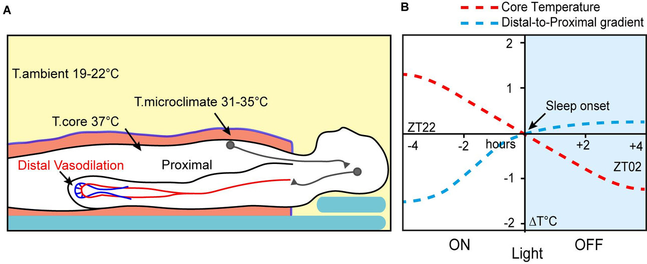 Why Temperature Matters for Sleep Quality