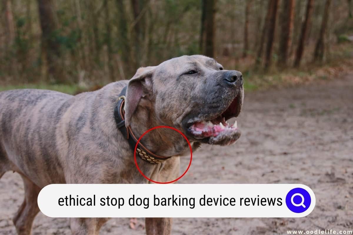 Ethical Stop Dog Barking Device Reviews (2024)