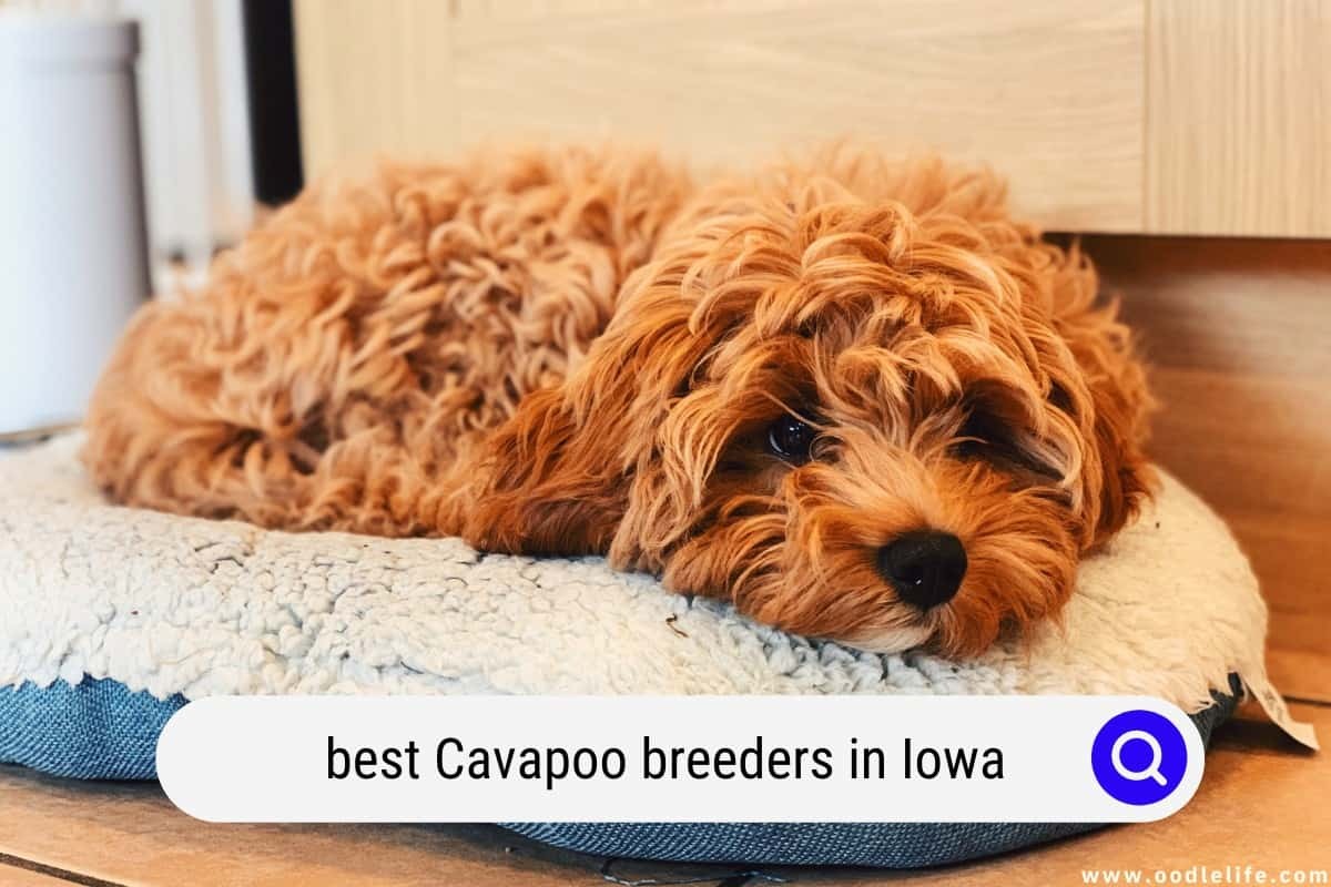 Best Cavapoo Breeders in Iowa (2024 Update)