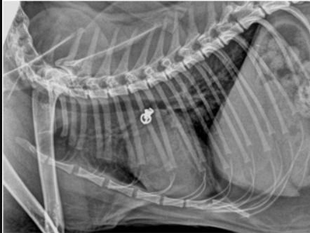 There is now a cat PDA occluder....