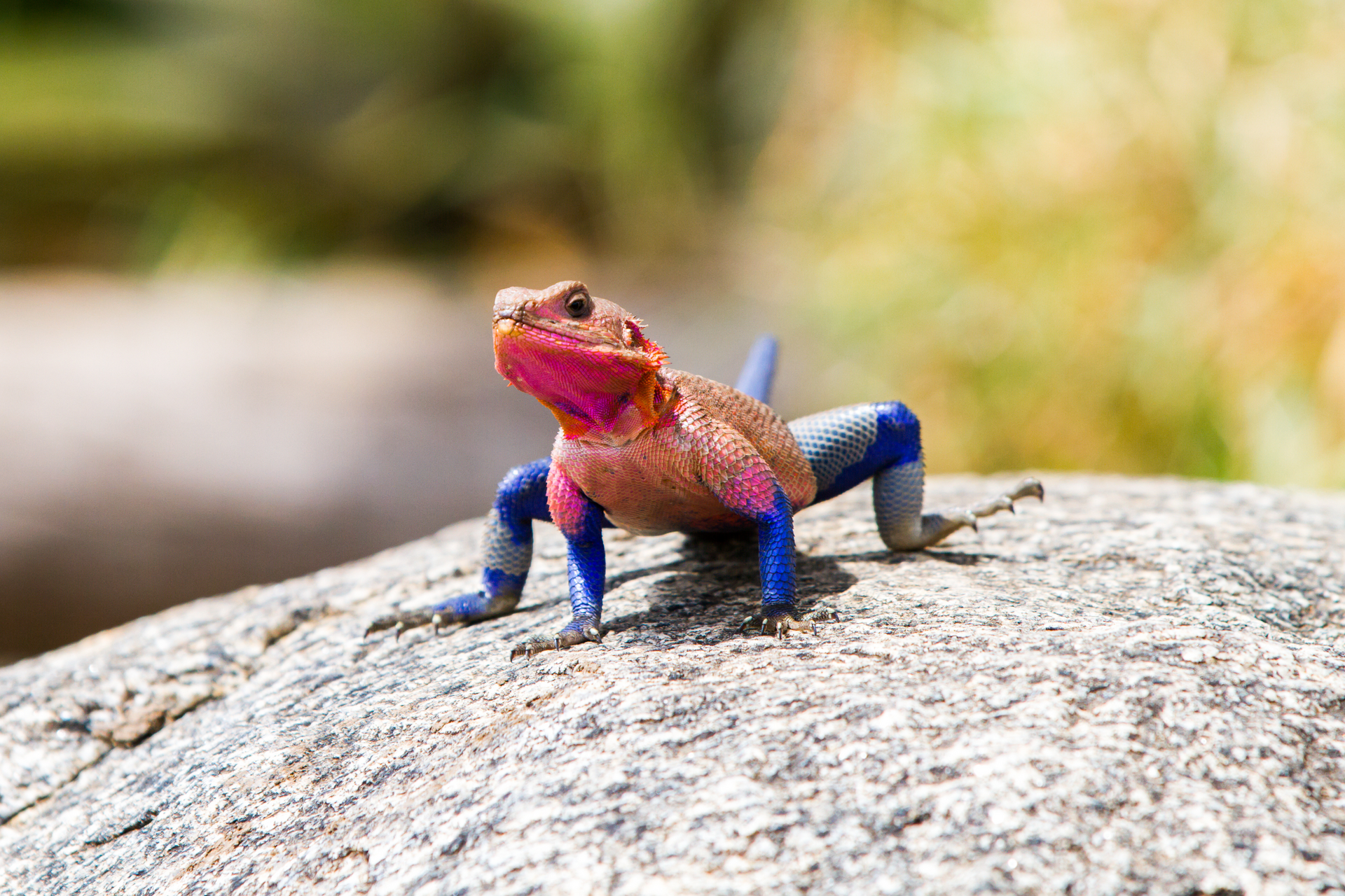 The Spider-Man Lizard: Agama Mwanzae and Its Fascinating Traits – New ...