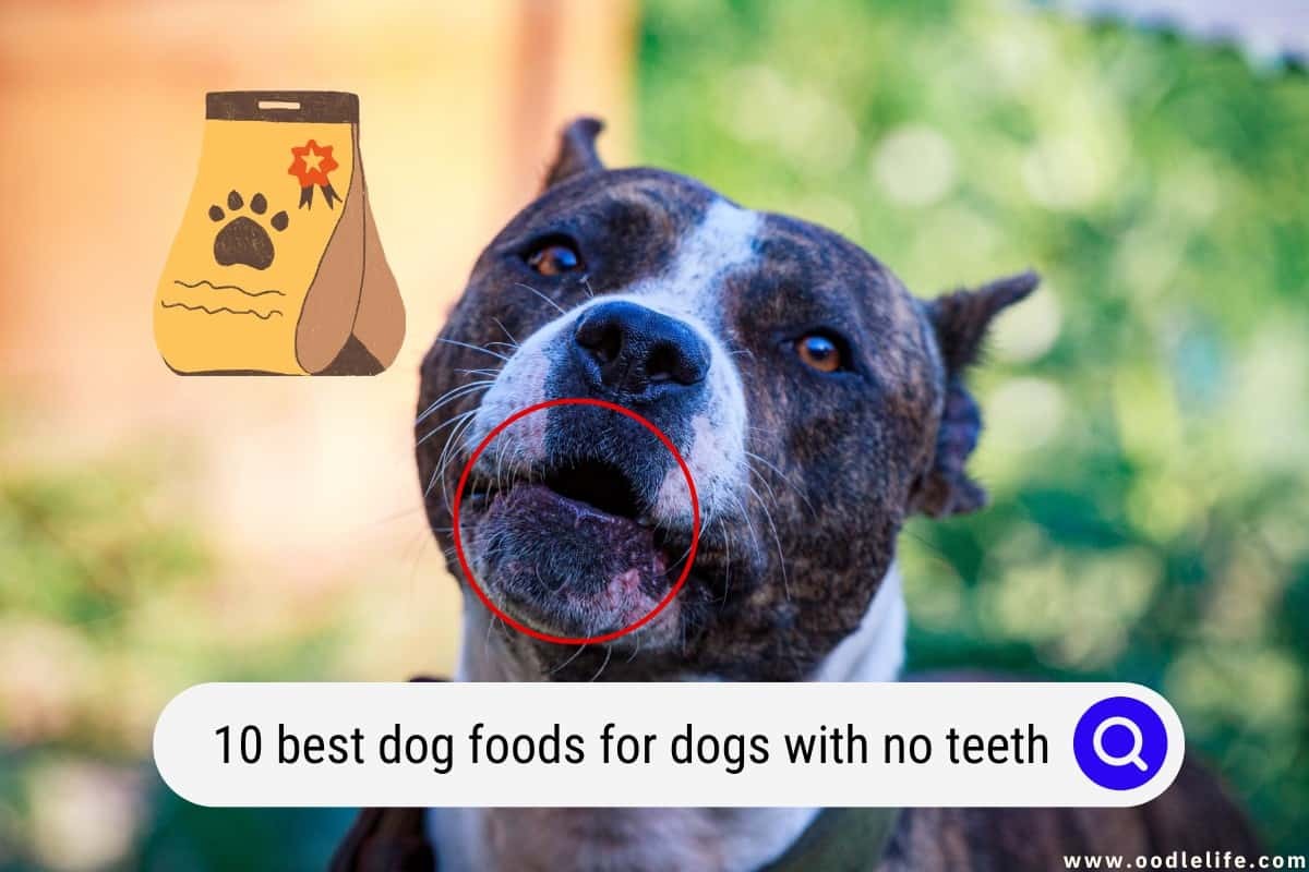 10 Best Dog Foods For Dogs With No Teeth