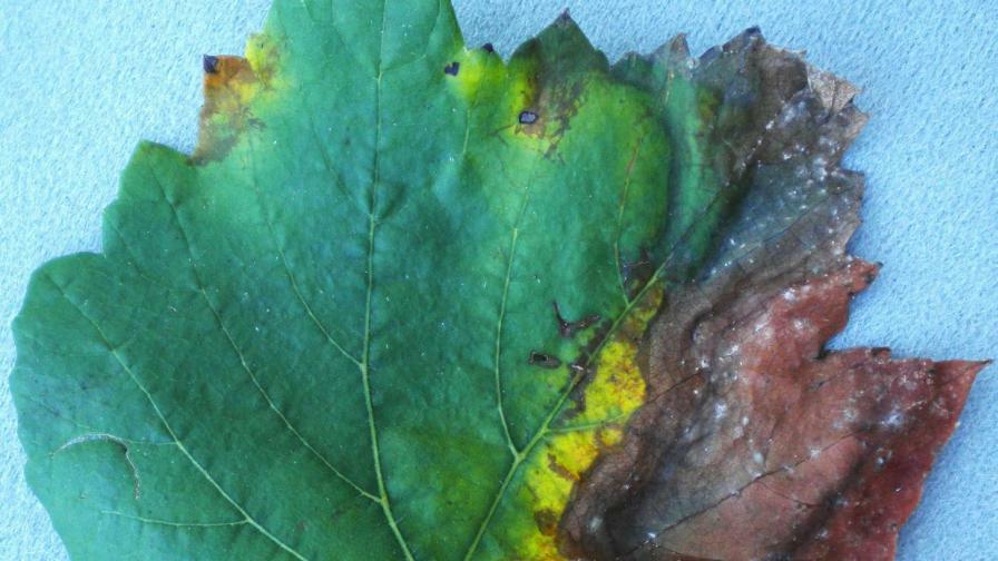 Scientific Breakthrough Could Be Game Changer in Fight Against ...