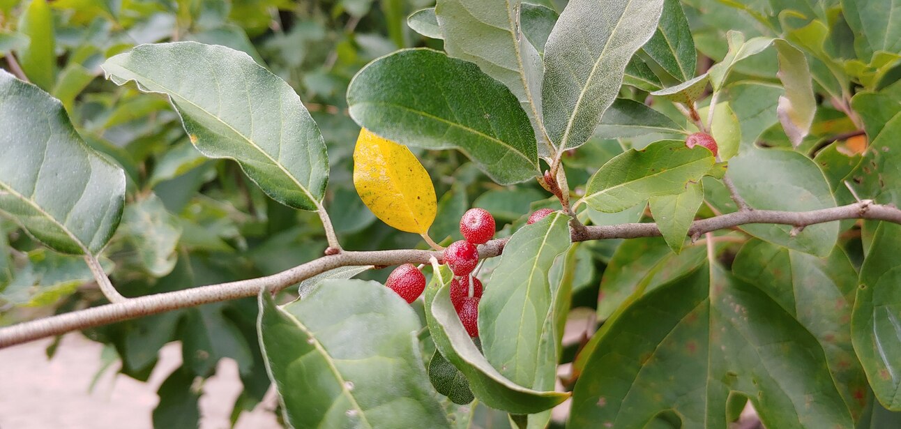 Autumn Olive