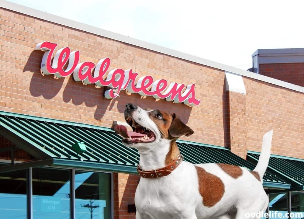 Are Dogs Allowed in Walgreens? (2024 Update)