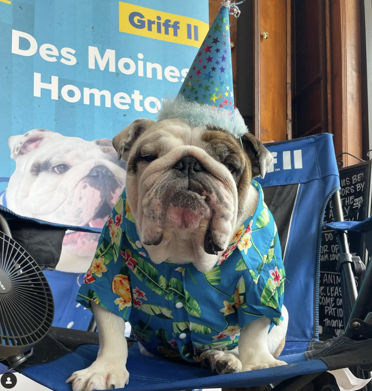 Live Bulldog Mascots, Explained: