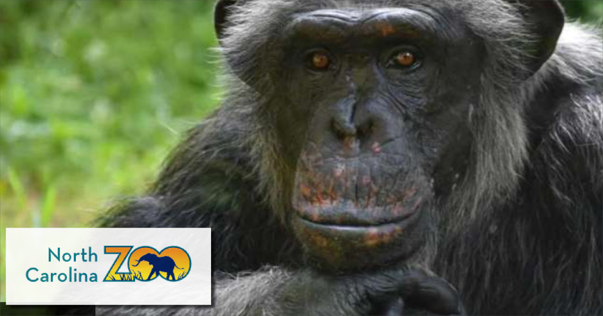 PCP - FRI MAR 15: NC Zoo gets 3 place in best zoos