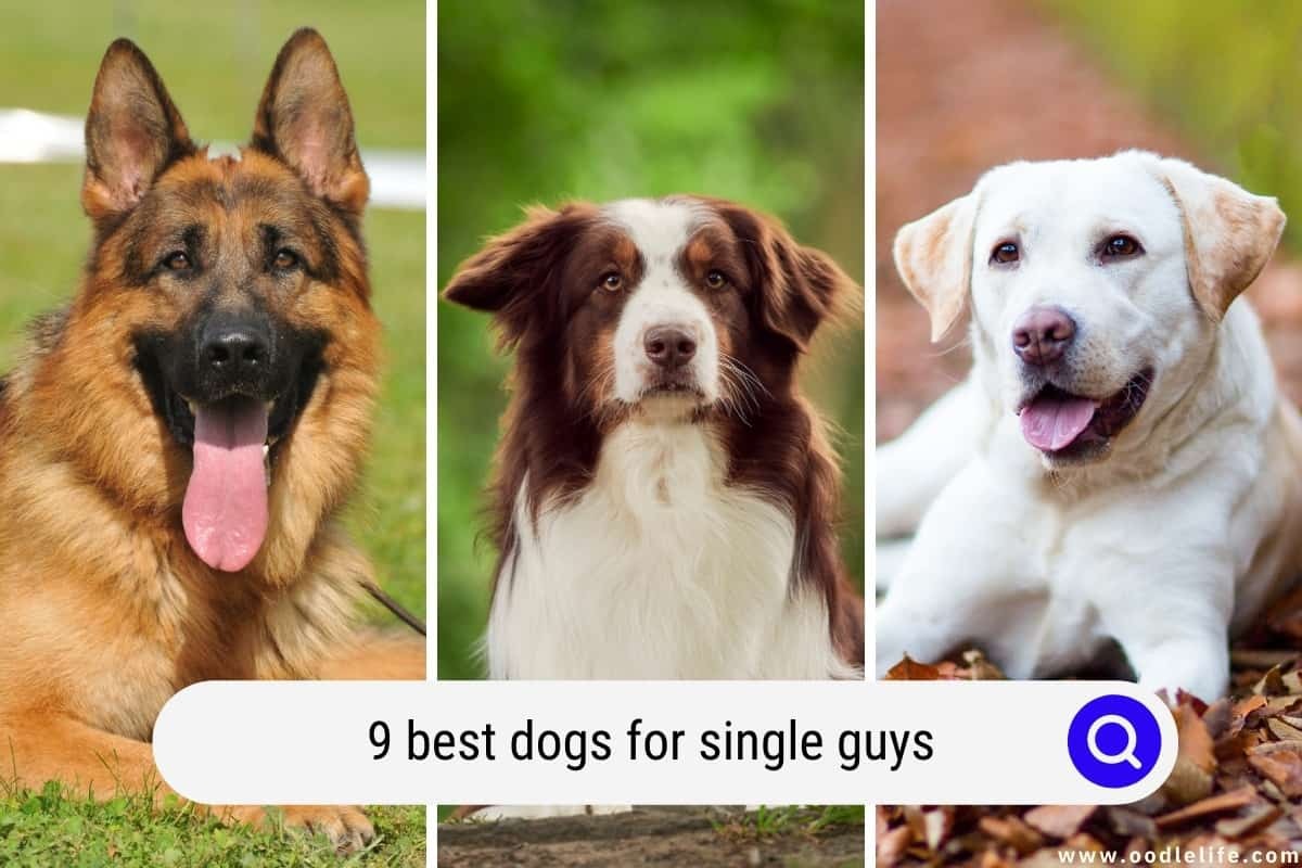 9 Best Dogs For Single Guys (2024) + Photos