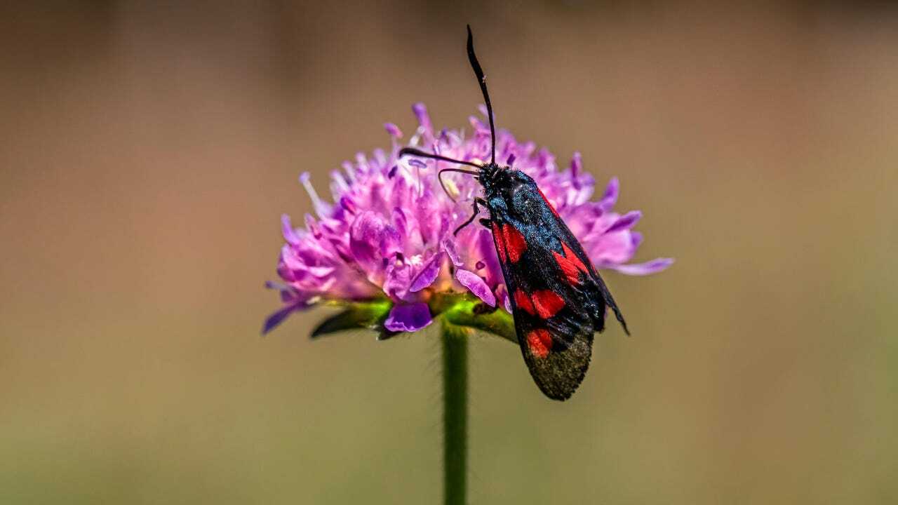 Health Benefits of Burnet (Sanguisorba minor and S. officinalis)