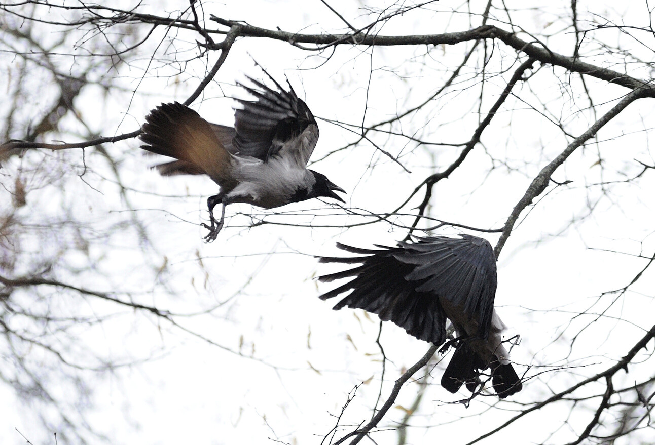 The Lost Cause by Cory Doctorow: Interview Part Three