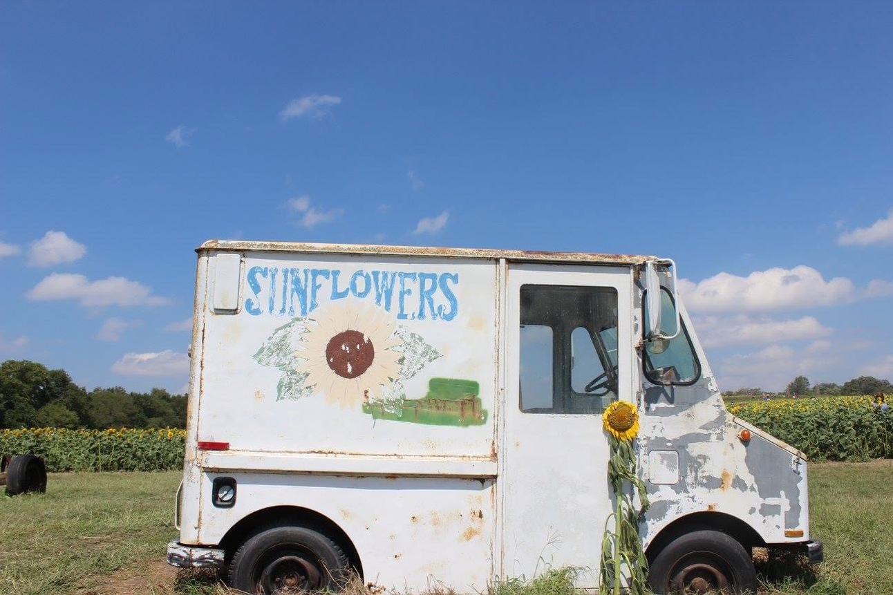 Sunflower Season 🌻