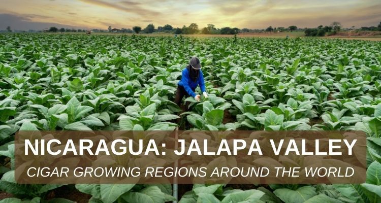 Jalapa Valley: Nicaragua's Prized Cigar Tobacco Region