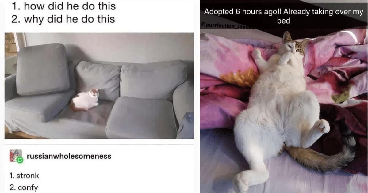 30 Giggle Worthy Cat Memes For The Soul On A Sunday Morning