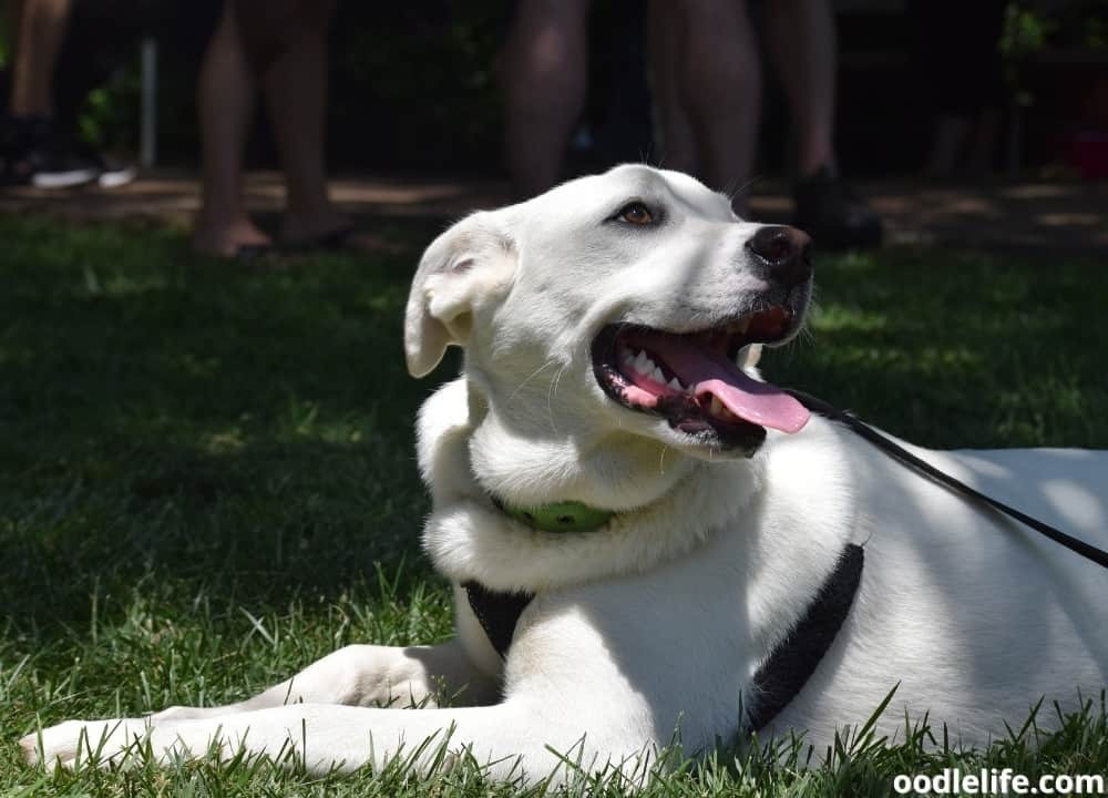 11 Causes of Dog Trembling Bottom Jaw