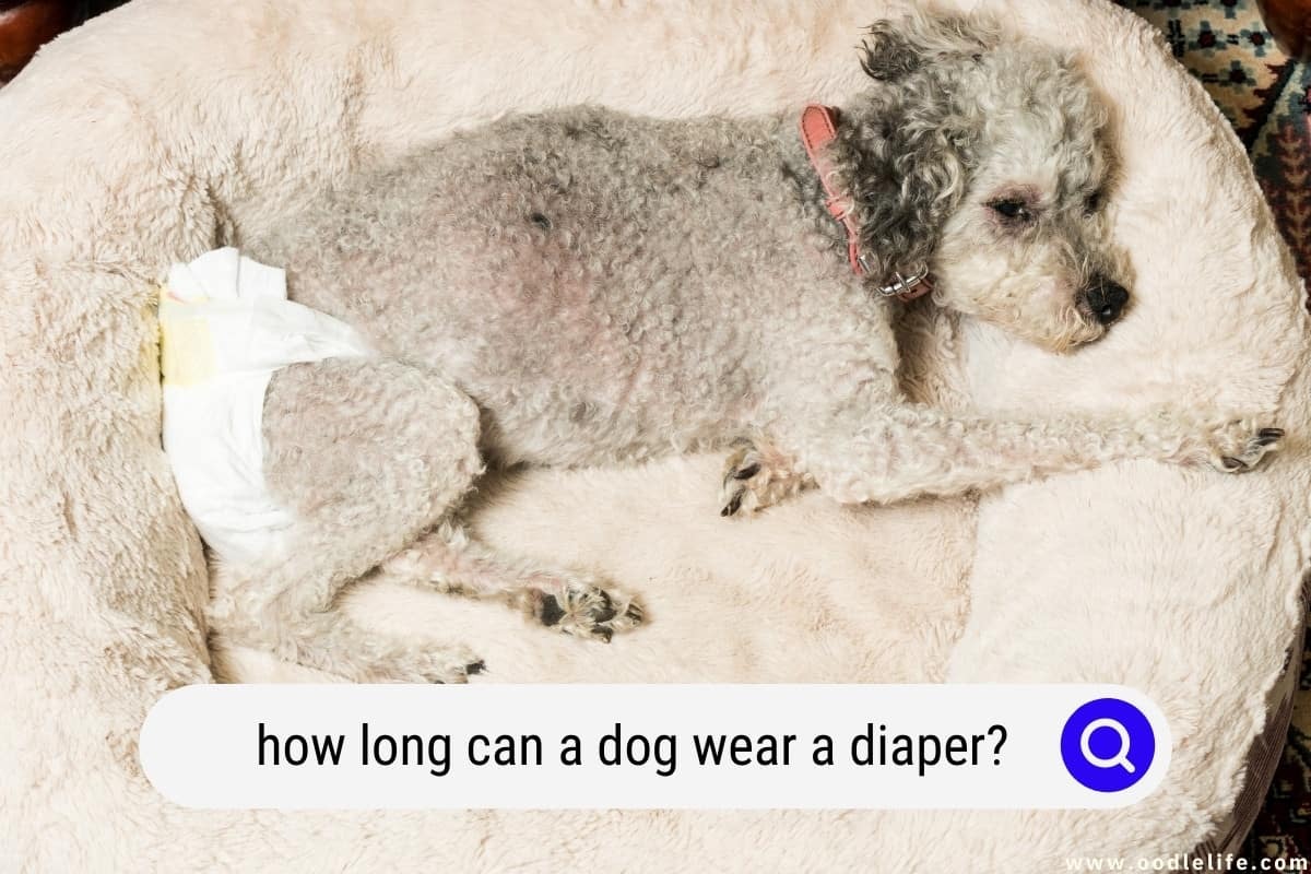 How Long Can a Dog Wear a Diaper? (Safely)
