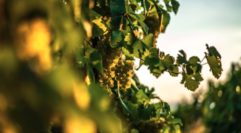 EU calls for members to join wine-policy group // After Burning Down in ...
