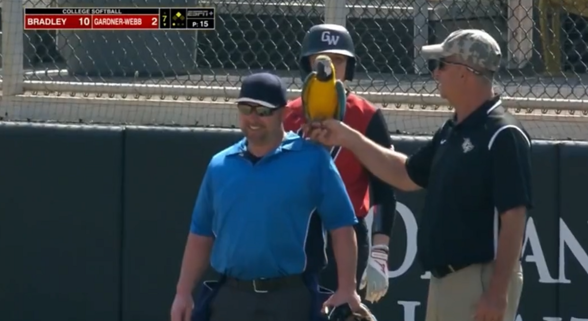 A brief conversation with the guy that got the parrots out of the UCF ...