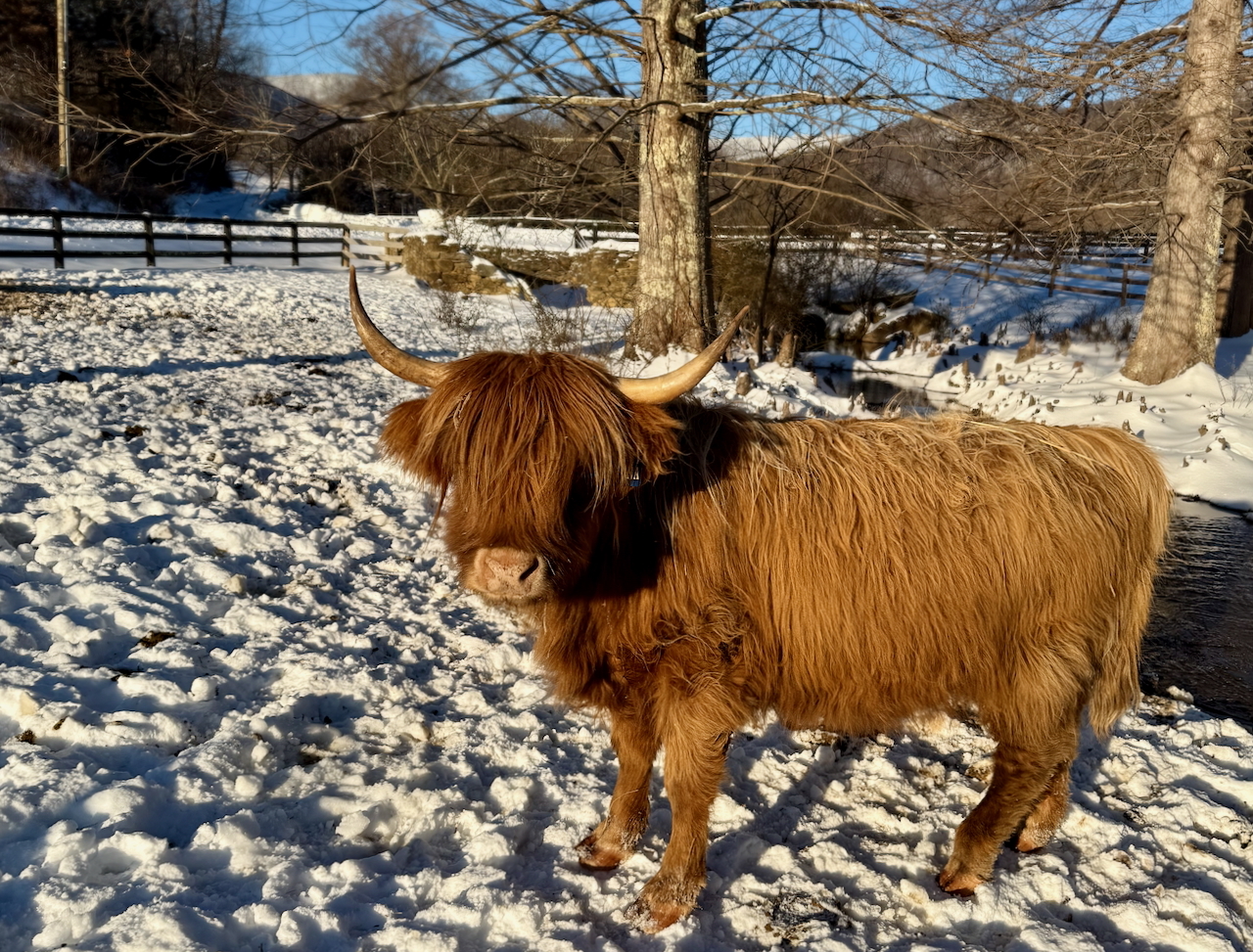 Small Cows, Big News: January's Surprising Sales