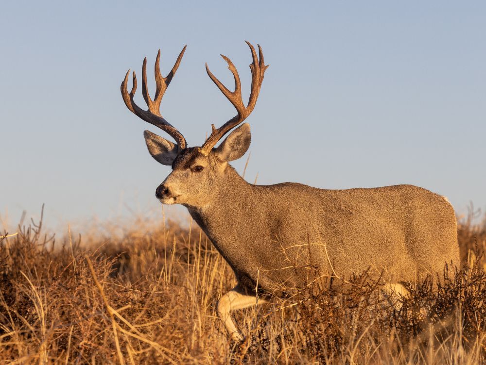 Husband and Wife Duo Charged with Poaching at Least 10 Deer in Utah County