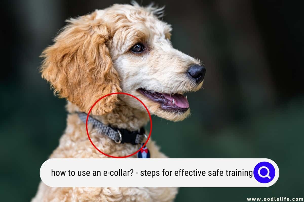 How To Use an E-Collar? (Steps for Effective Safe Training)