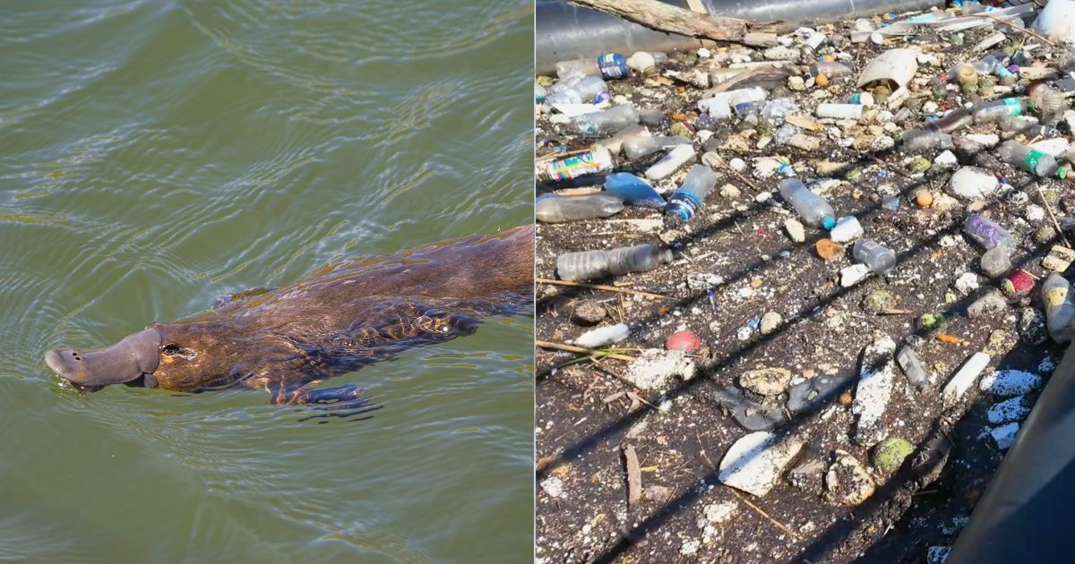 Platypuses have learned to adapt to climate change. Can they survive ...