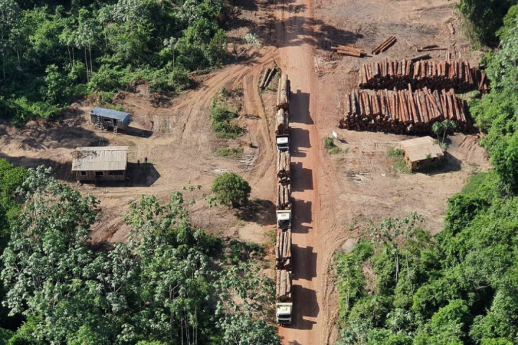 Timber trafficking still thrives in Brazil’s Western Pará