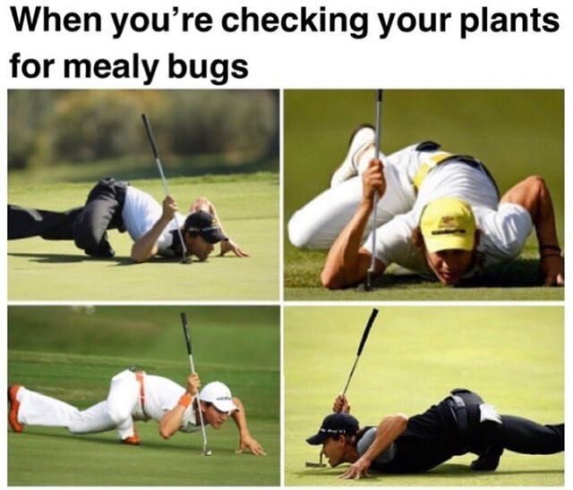 🌸 Spring's Here, Keep Pests Away