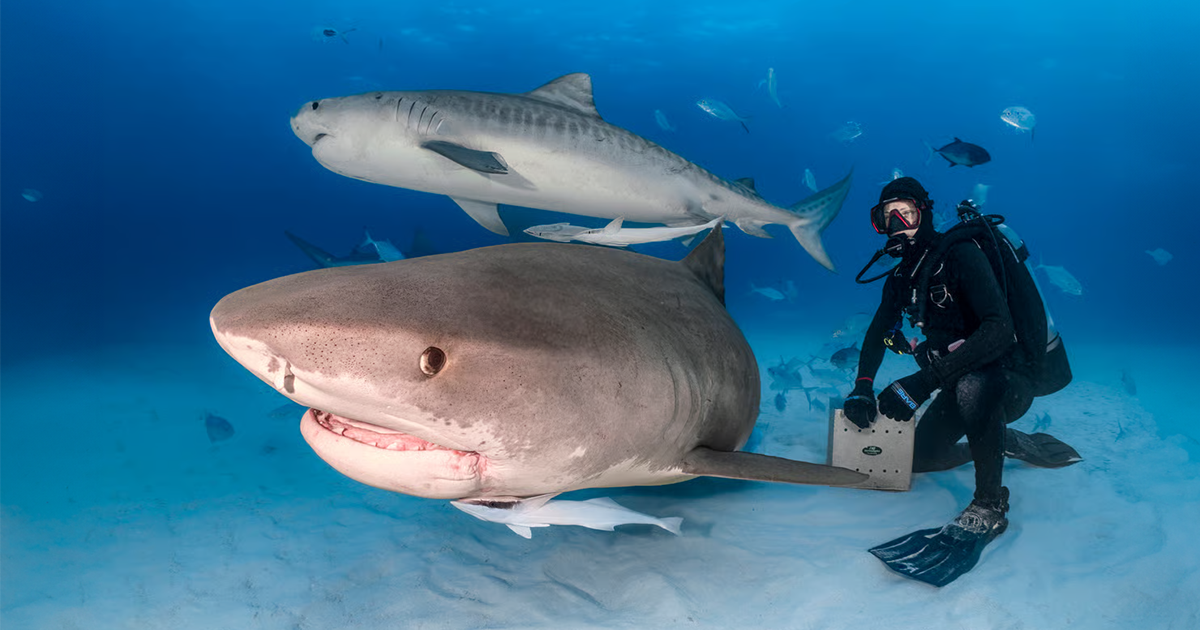Tiger Beach Shark Diving Guide: Best Time, Operators, and What to Expect