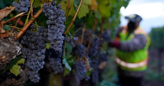 Napa crop report shows rise in grape values // Inflation drives ...