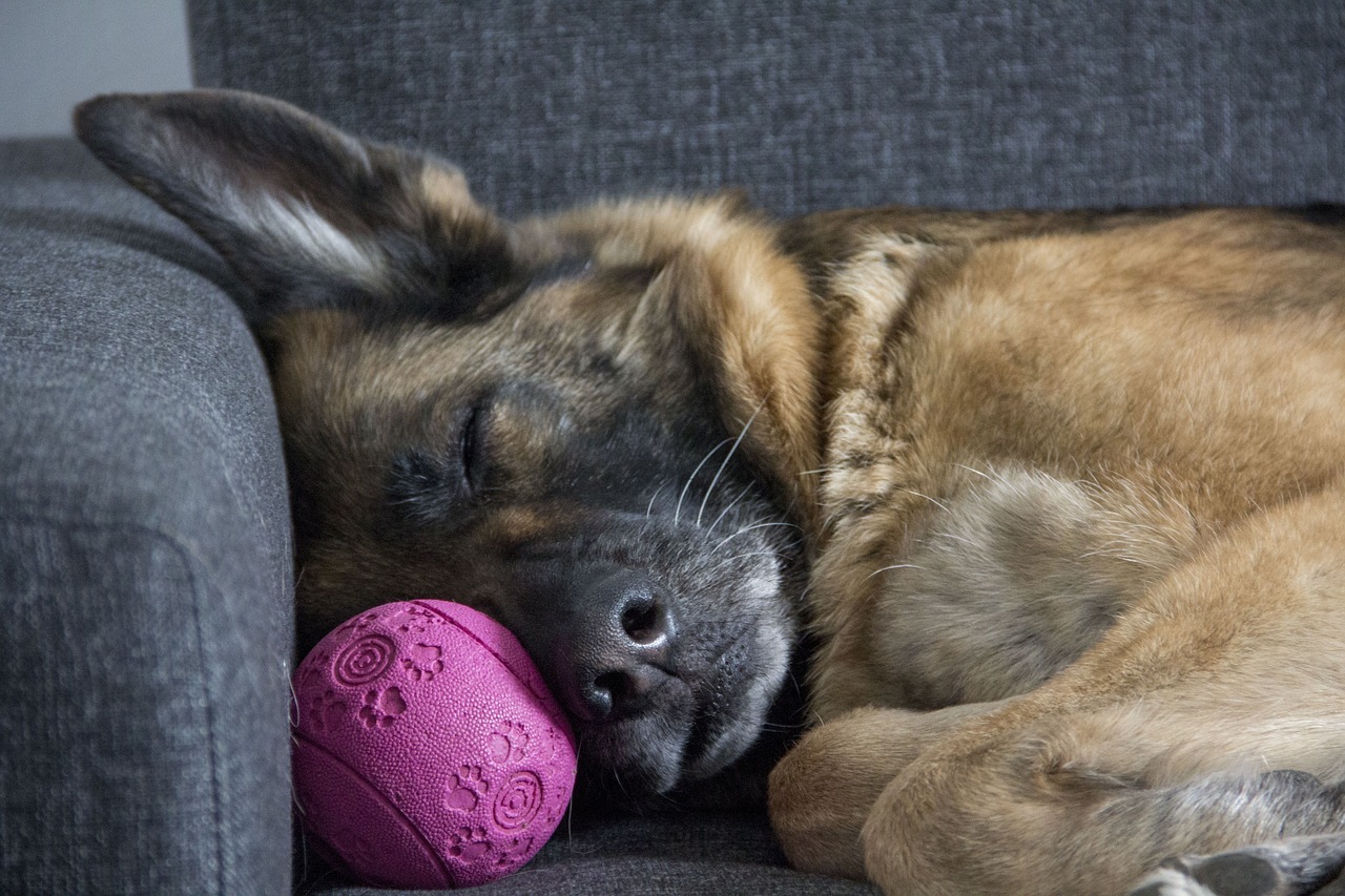How To Transition Your Dog When Switching Back to Standard Time