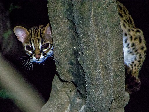 The Elusive Visayan Leopard Cat – A Silent Guardian of Philippine Forests
