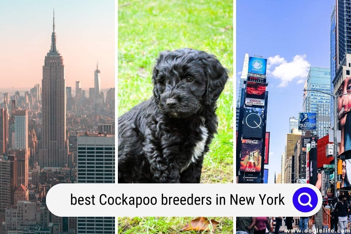 5 Best Cockapoo Breeders In New York (2024 Update)