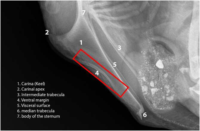Decoding Keel Bone Damage in Laying Hens