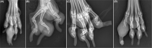 What does a subungual keratoacanthomas look like on radiographs?