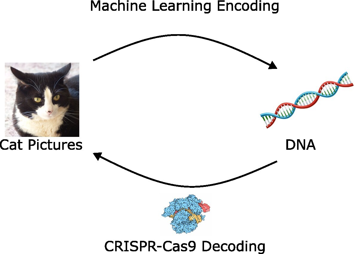 CRISPR-Based Data Storage: Introducing DNA Search Engine!