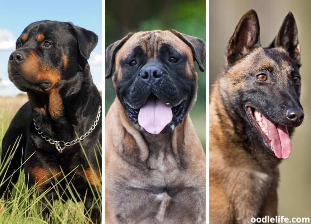 13 Badass Dog Breeds (with Photos) Scary Tough