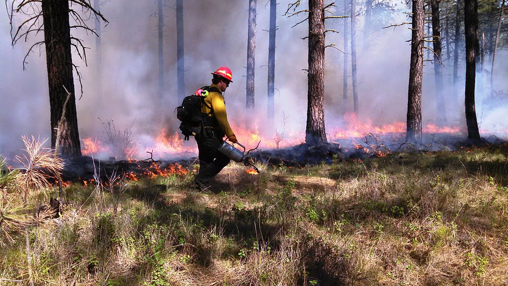 Wildfires roll back ozone progress