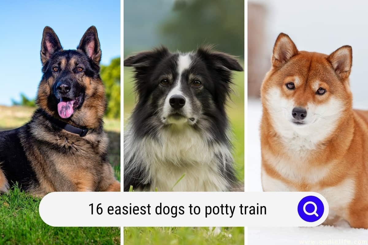 Easiest Dog To Potty Train