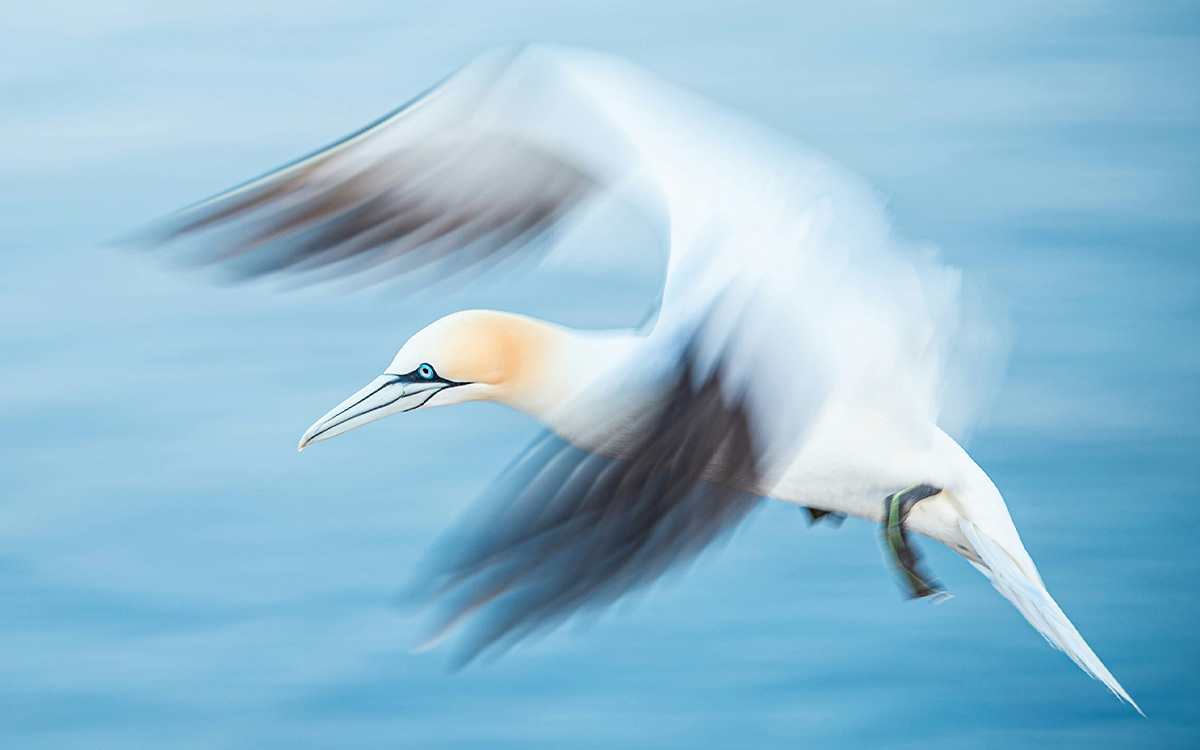 Capture the Movement: Mastering Bird Photography With Panning and ...