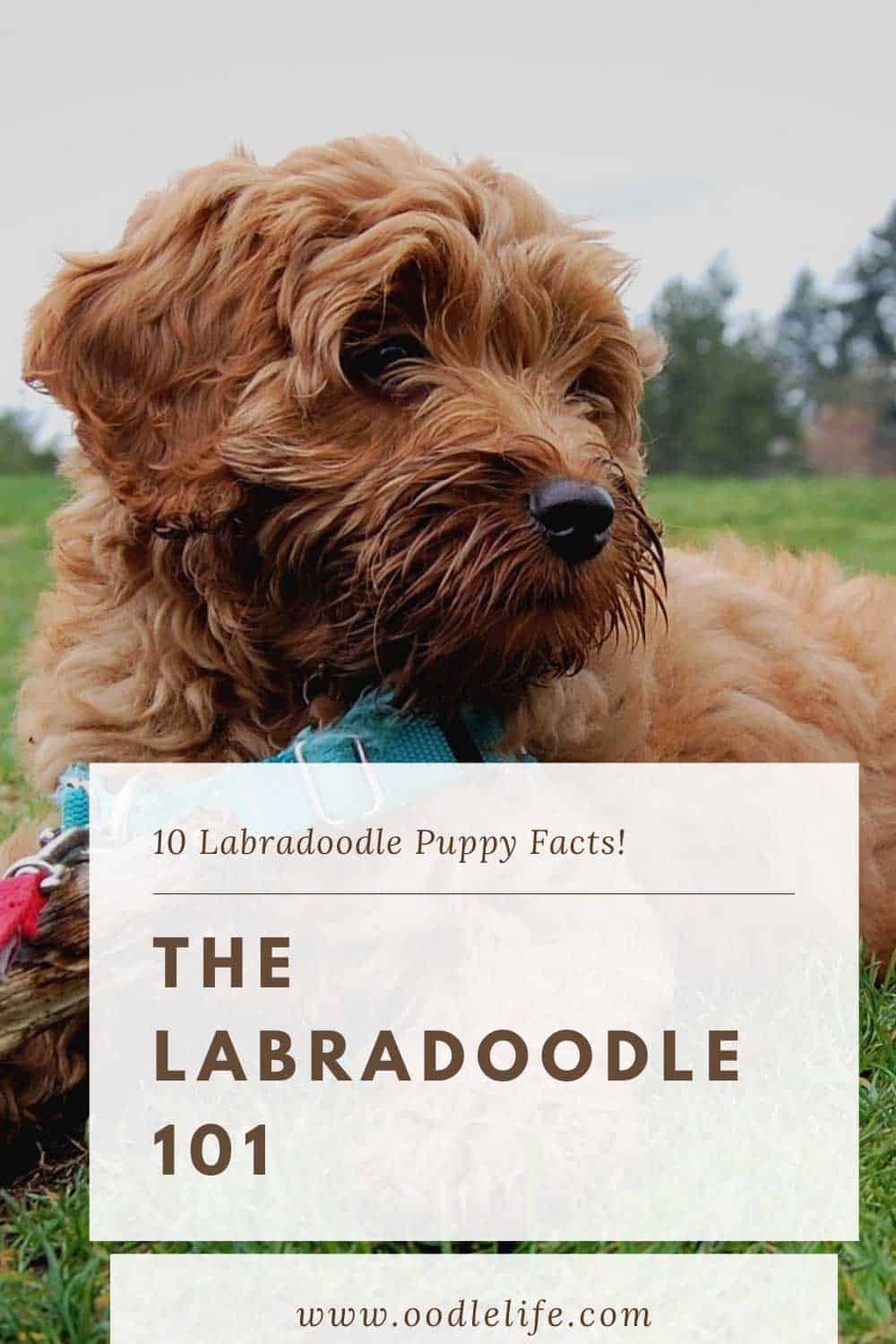 Labradoodle 101 – 10 Fast Facts to make you a Labradoodle expert
