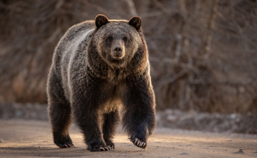 Could AI-Based Facial Recognition Actually Decrease Bear Maulings?