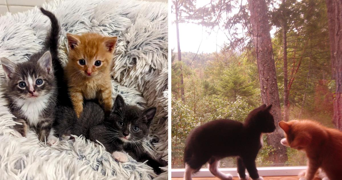 20 Too Cute And Wholesome Bundles Of Kittens 🥰