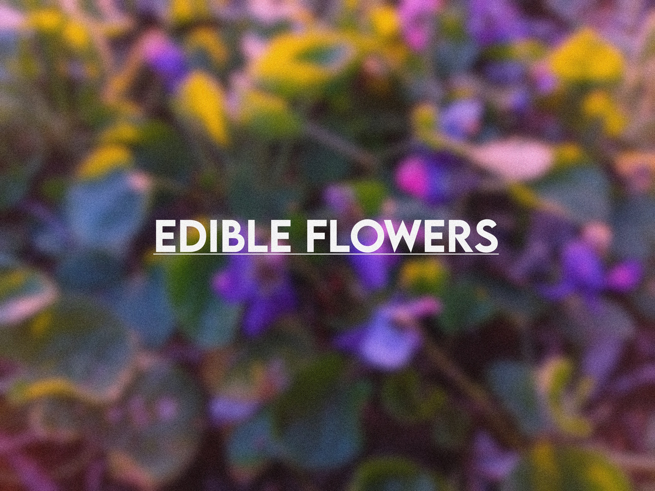 10 Edible Flowers