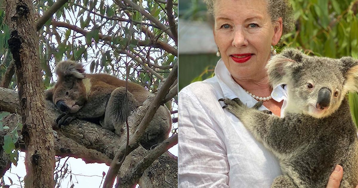 Where did the koalas in Warrandyte State Park go?