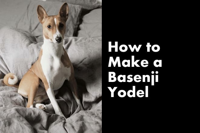 How to Make a Basenji Yodel? (Steps and Video)