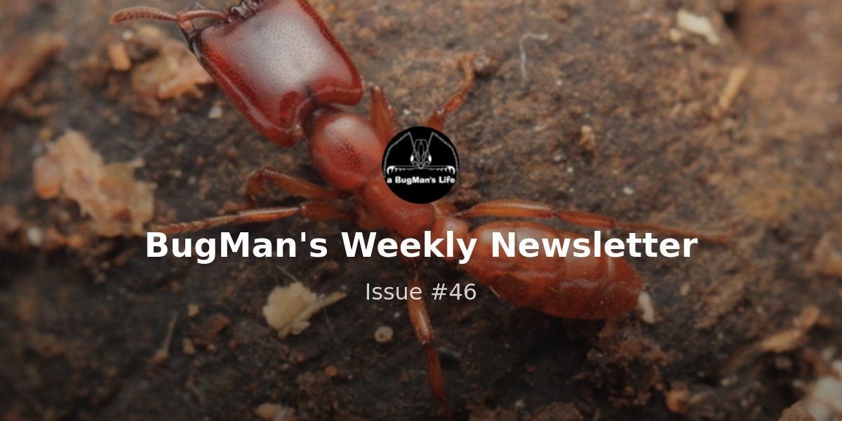The Man Eating Ants – Issue #46