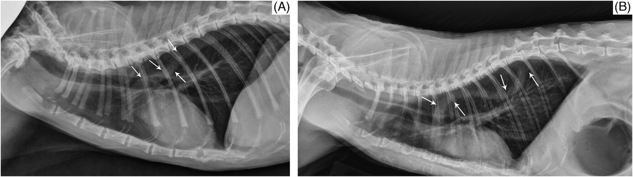 Aortic remodeling in feline hypertension