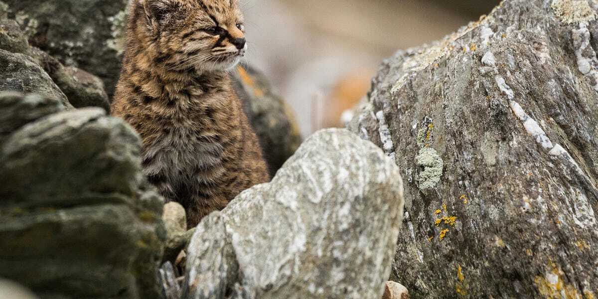 The Kodkod: Smallest Wild Cat in the Americas