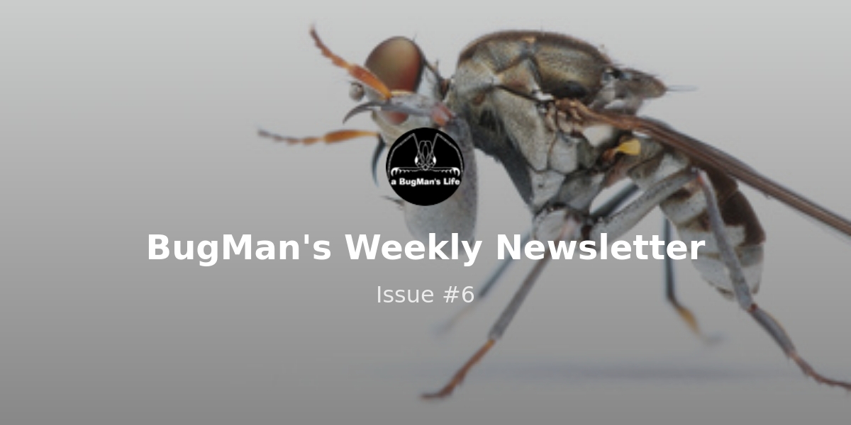 The Raptor Fly!- Issue #6