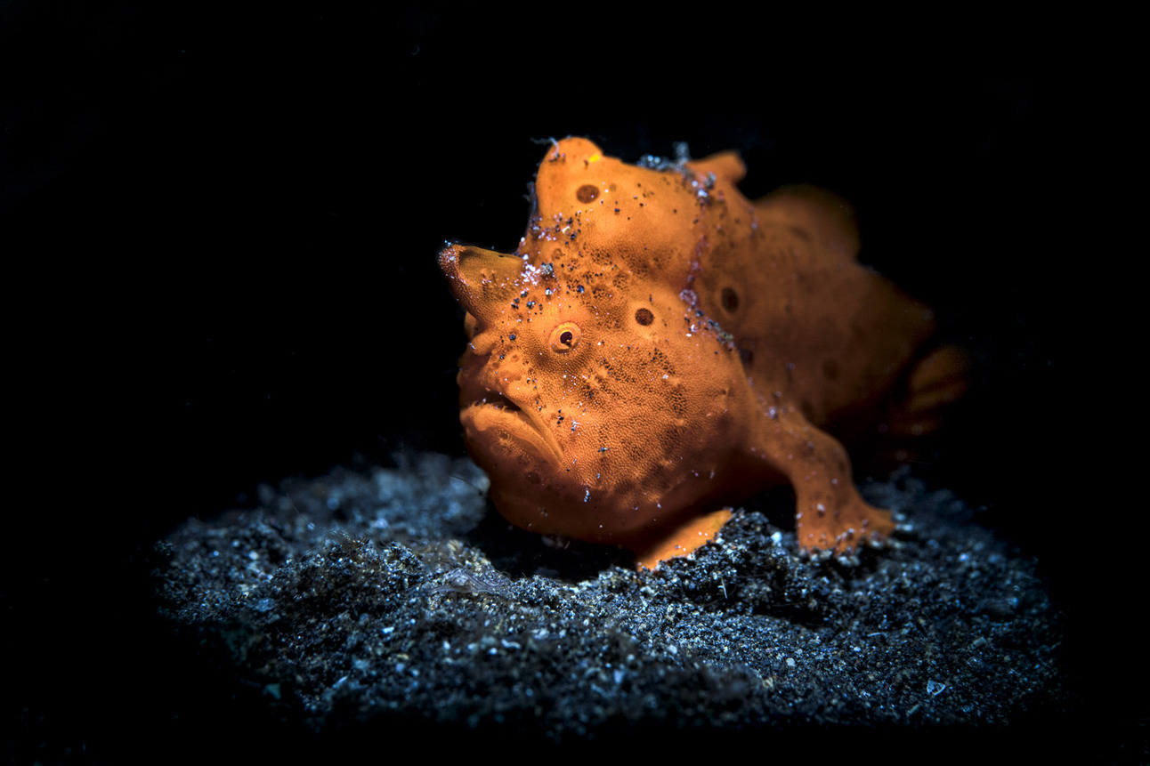 Snooting: Mastering the Art of Snooting in Underwater Photography
